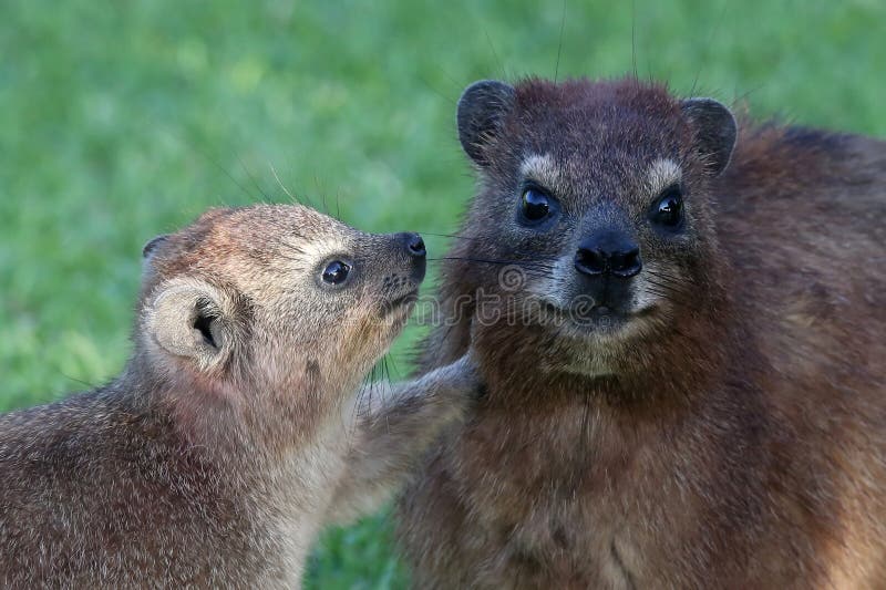 Cute Rock Hyrax Mother and Baby Stock Image - Image of rodent, whiskers ...