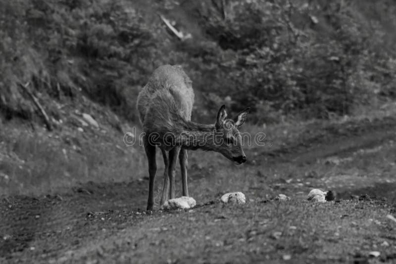 Cute roe deer eats bread. stock photo. Image of horn - 230529282