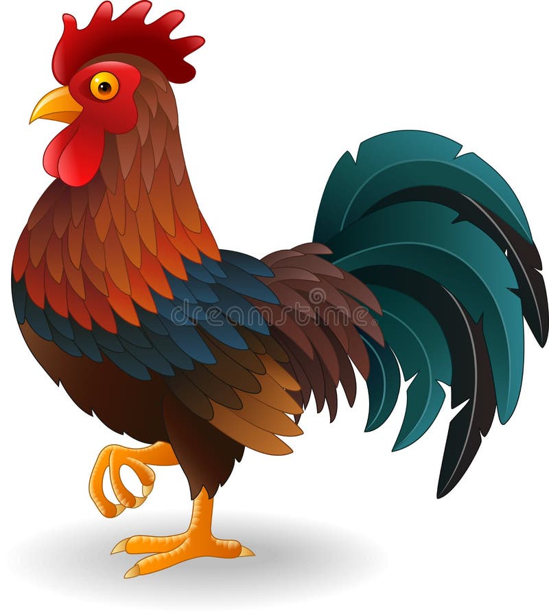 Cartoon young rooster stock vector. Illustration of feather - 23333084
