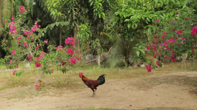 Cute Rooster Walking in a Garden Stock Footage - Video of rooster ...