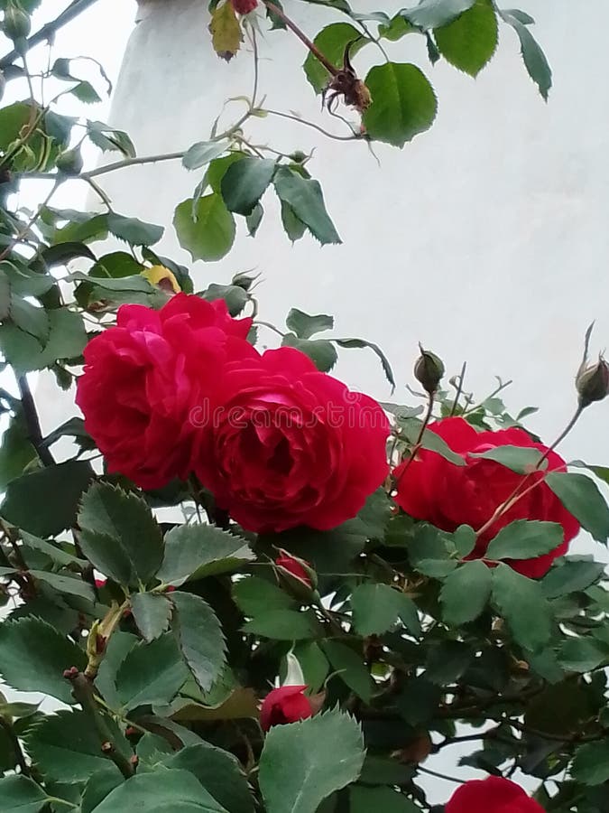 Cute Rose Pic stock photo. Image of flower, bouquet - 315365708