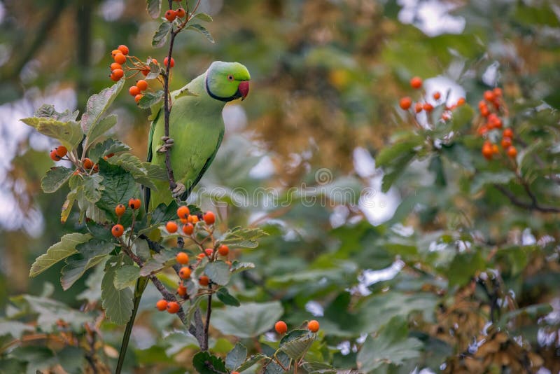 Cute Rose-ringed Parakeet (Psittacula Krameri) Resting on a Tree on the ...