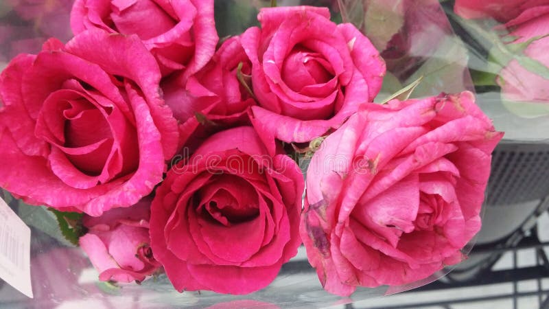 Cute roses stock photo. Image of fresh, cute, lovely - 85661376