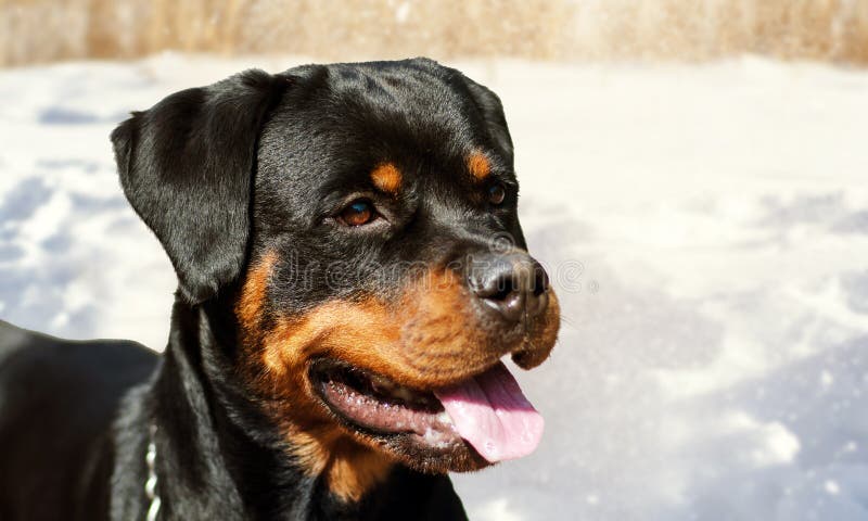 Are Rottweilers Tolerant To Snow