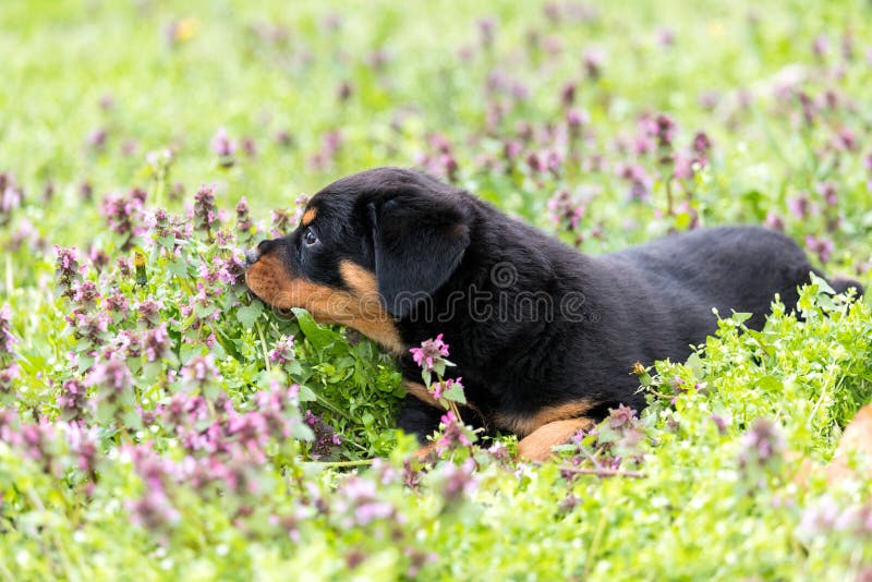 Small Rottweiler Puppy Lying Outdoors Stock Image - Image of lovely ...