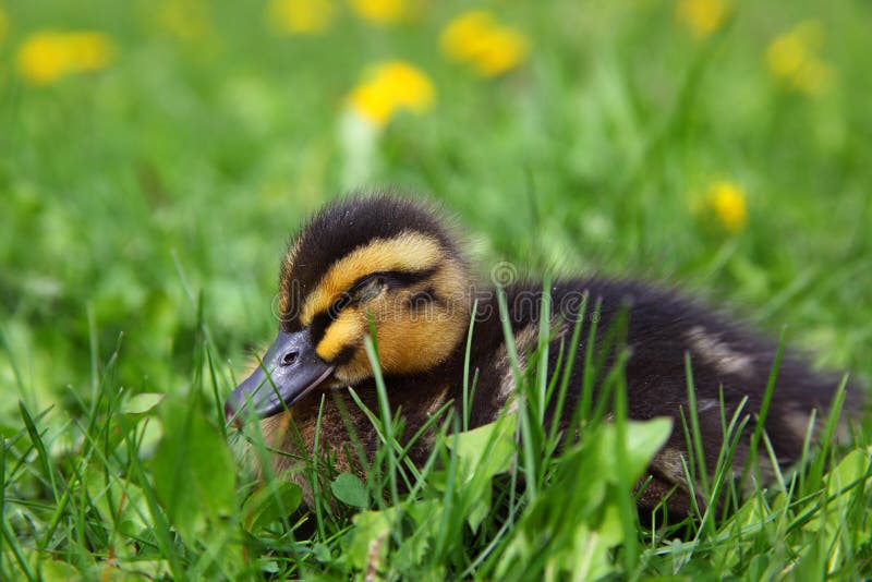 Duckling sleeping stock image. Image of sleeping, spring - 96984171