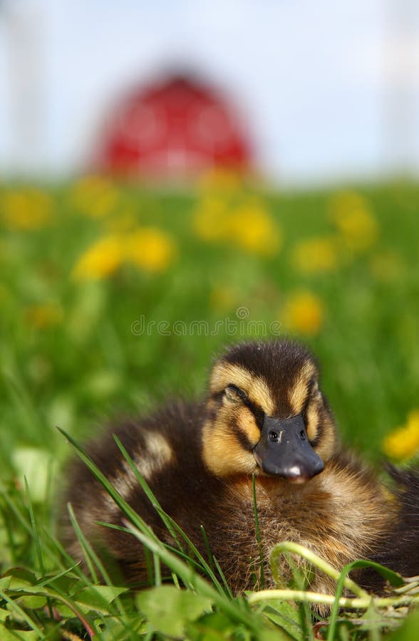 Duckling sleeping stock image. Image of sleeping, spring - 96984171