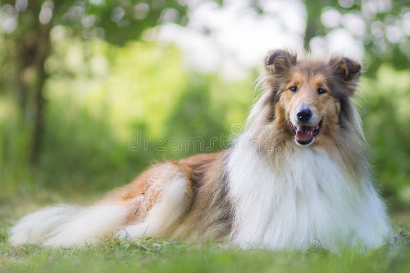 Cute Rough Collie Eaing Cake Birthday Stock Photo - Image of gift ...