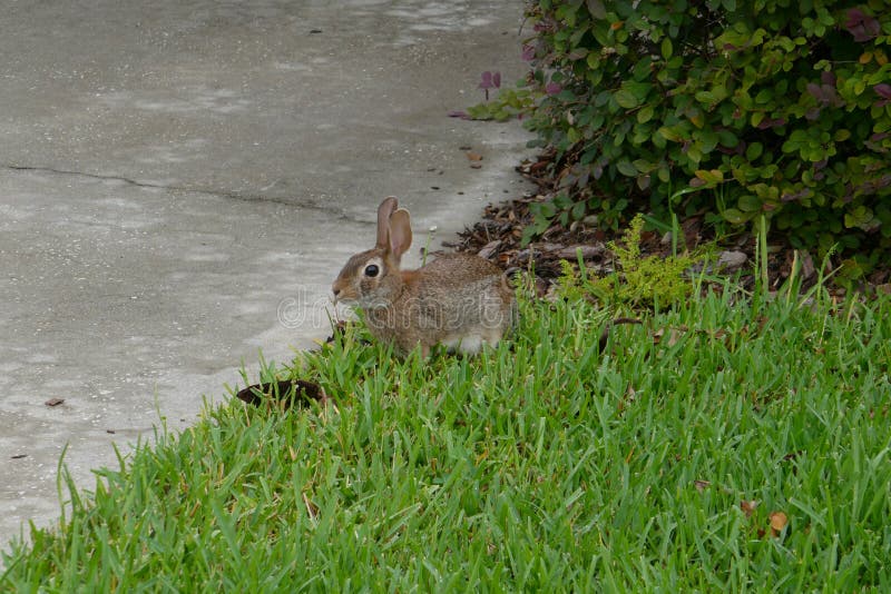 Cute round ear rabbit stock image. Image of beautiful - 194215741