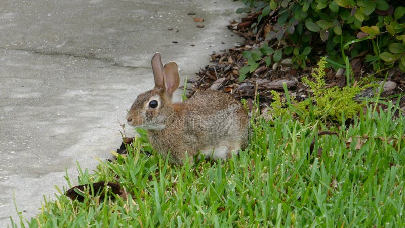Cute Round Ear Rabbit and Grass Stock Video - Video of hare, ground ...
