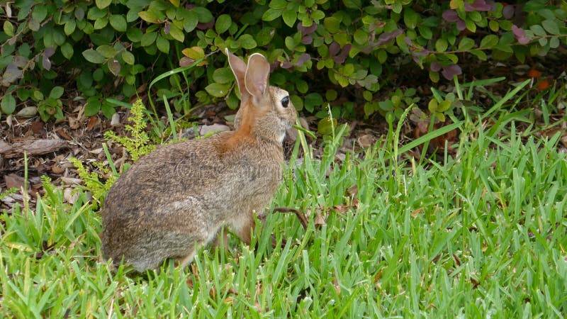 Cute round ear rabbit stock footage. Video of furry - 194218208