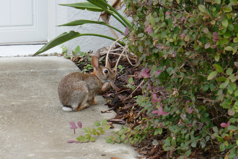 Cute round ear rabbit stock photo. Image of adorable - 144636242