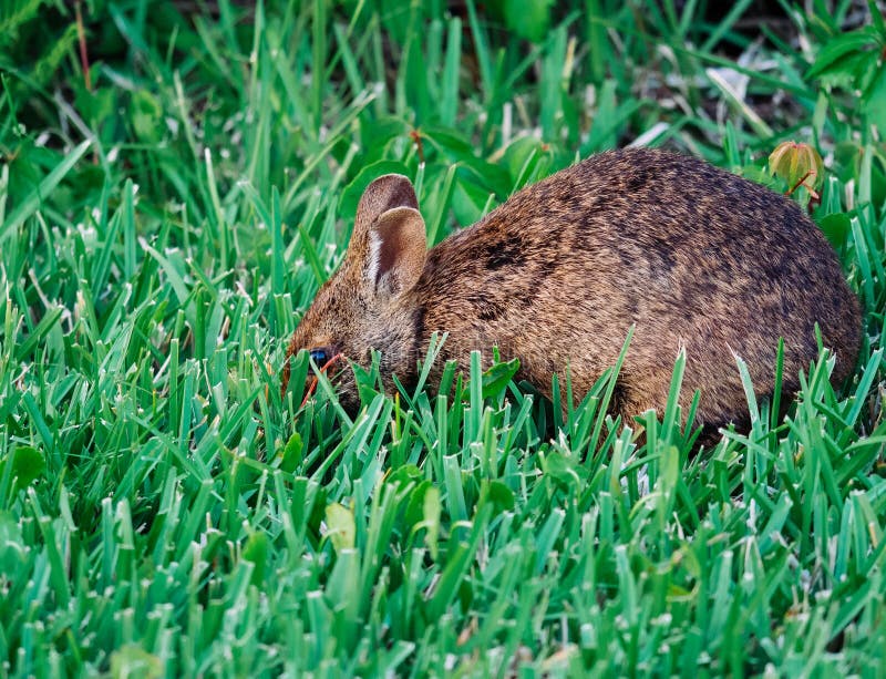 Cute round ear rabbit stock photo. Image of close, rabbit - 144636134