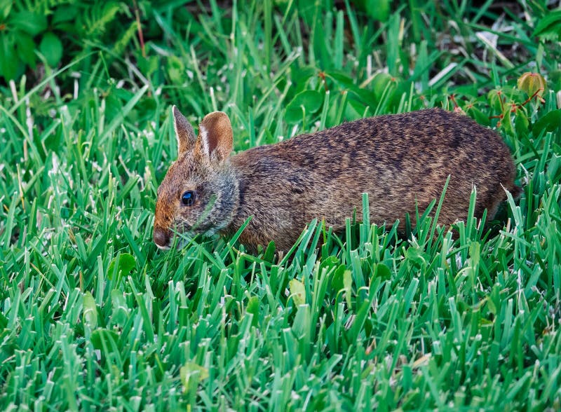 Cute round ear rabbit stock image. Image of easter, bunny - 144636139