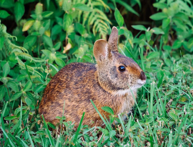 Cute round ear rabbit stock image. Image of bunny, portrait - 144636239