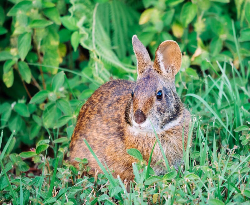 Cute round ear rabbit stock photo. Image of adorable - 144636242