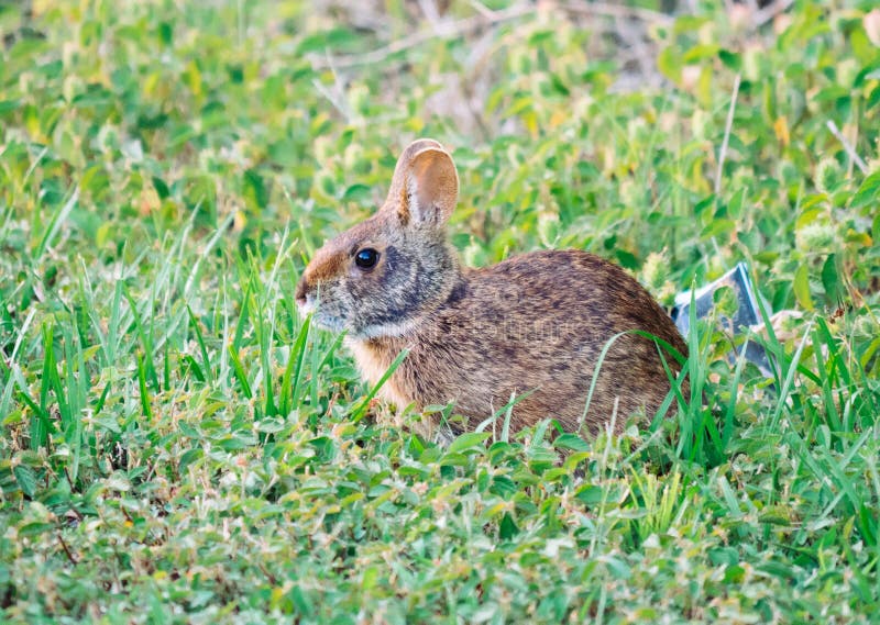 Cute round ear rabbit stock image. Image of color, american - 144636261