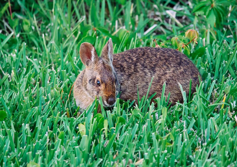 Cute round ear rabbit stock photo. Image of round, grassland - 144636268