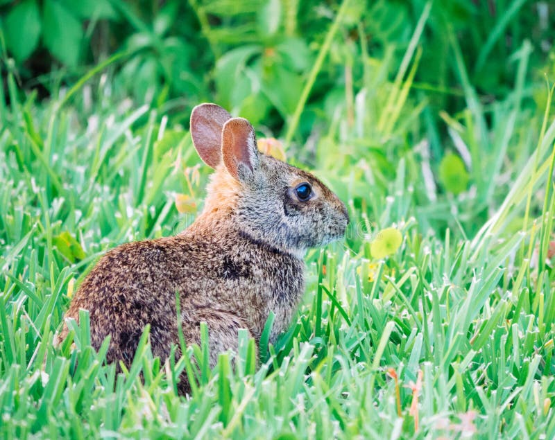 Cute round ear rabbit stock photo. Image of wild, close - 144636270