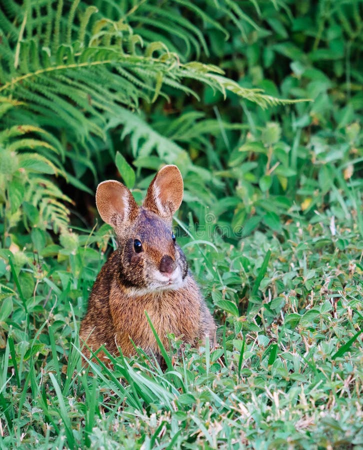 Cute round ear rabbit stock photo. Image of color, close - 144636292