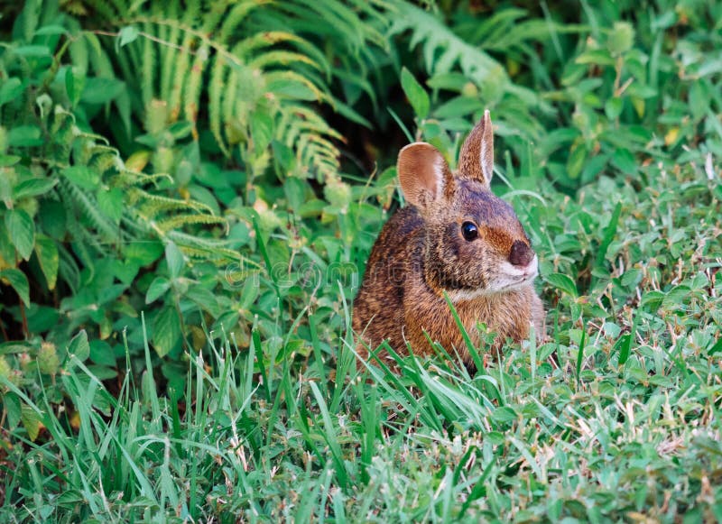 Cute round ear rabbit stock image. Image of beige, rabbit - 144636299