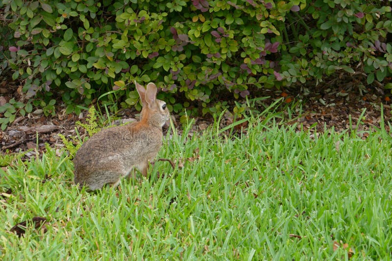 Cute round ear rabbit stock photo. Image of domestic - 194217004