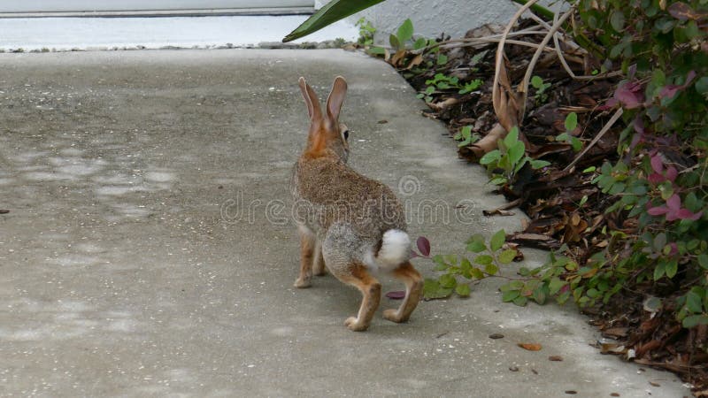 Cute round ear rabbit stock footage. Video of furry - 194218208