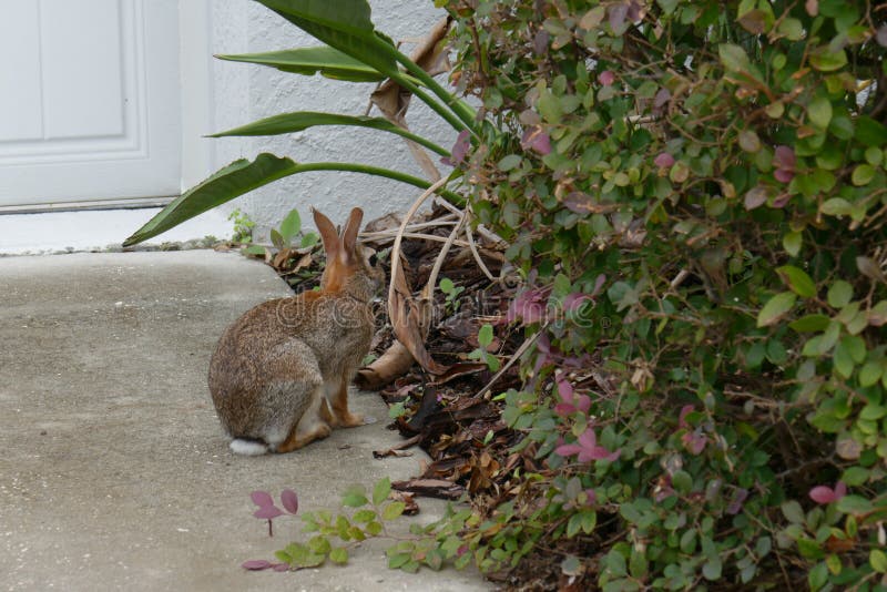 Cute round ear rabbit stock photo. Image of green, animals - 194218882