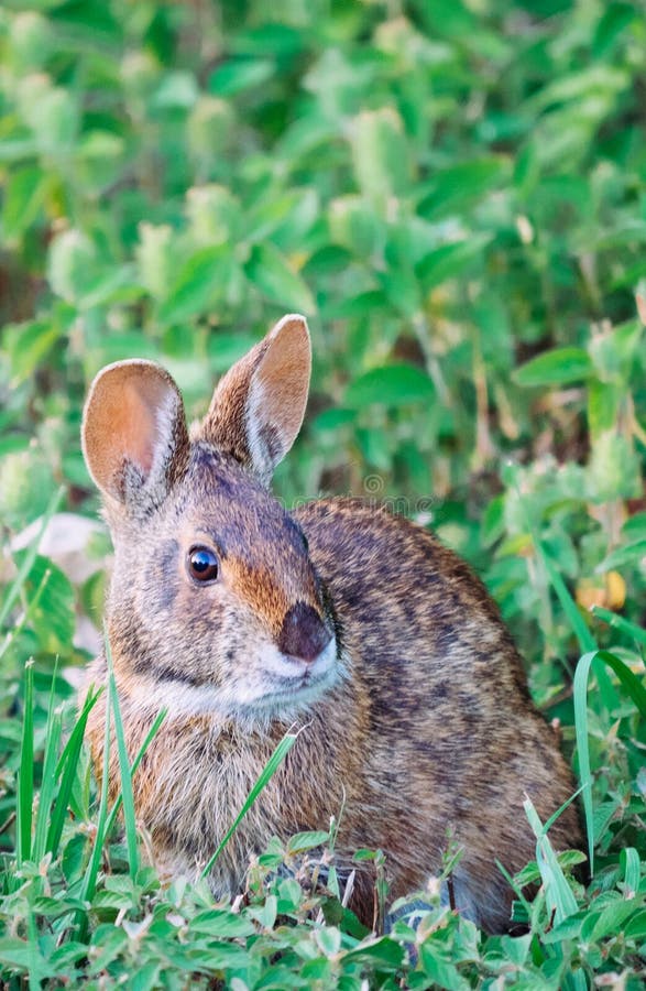 Cute round ear rabbit stock photo. Image of food, america - 144636264