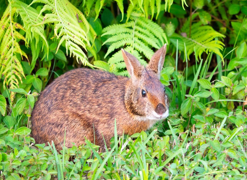 Cute round ear rabbit stock image. Image of american - 144636289