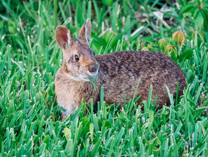 Cute round ear rabbit stock photo. Image of american - 144636124