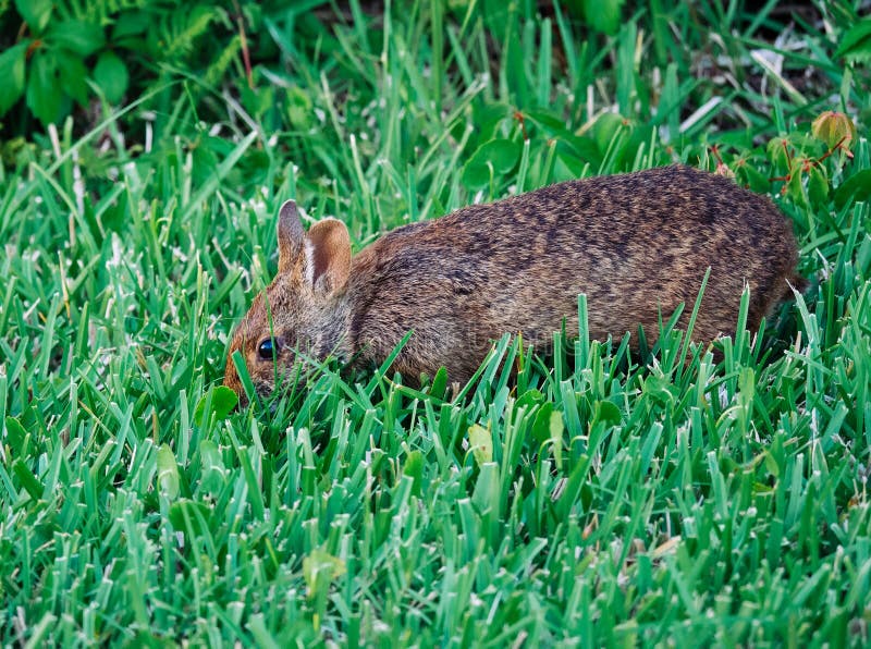 Cute round ear rabbit stock image. Image of cute, america - 144636175
