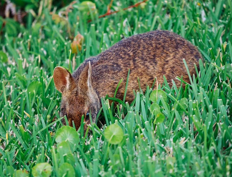 Cute round ear rabbit stock image. Image of cute, animal - 144636207
