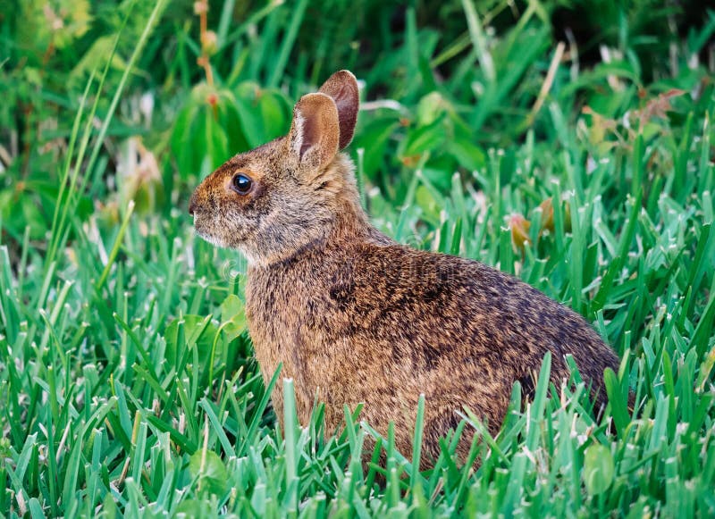 Cute round ear rabbit stock image. Image of portrait - 144636235