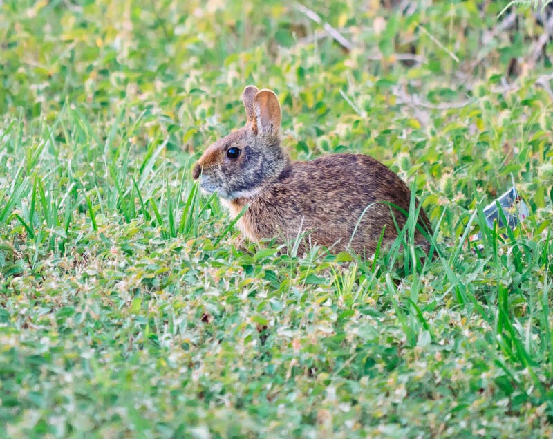 Cute round ear rabbit stock image. Image of portrait - 144636241