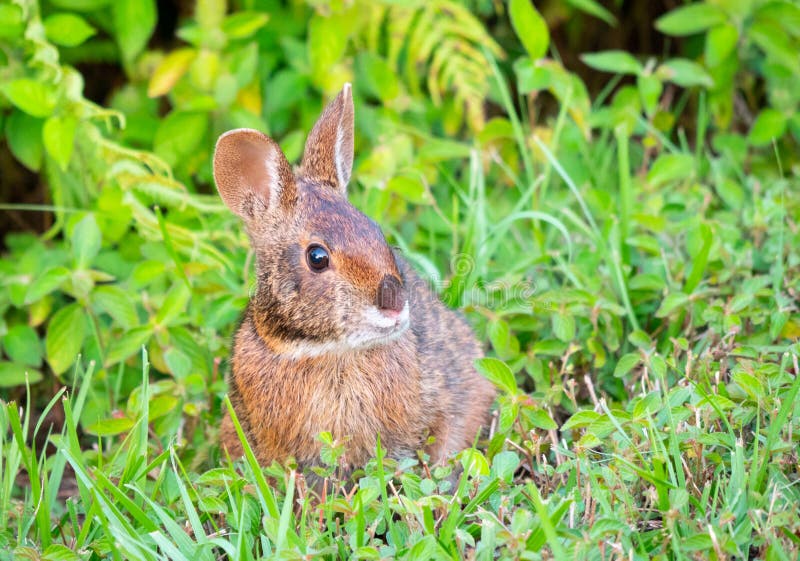 Cute round ear rabbit stock photo. Image of beige, easter - 144636298