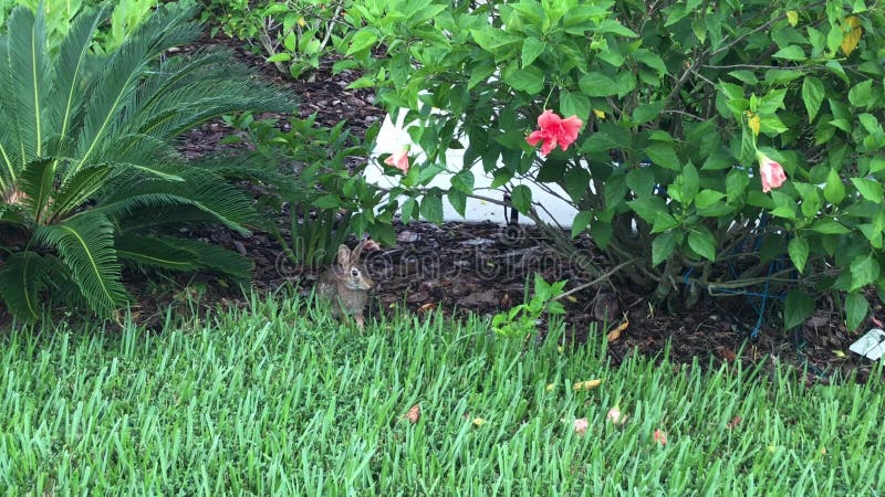 Cute Round Ear Rabbit and Grass Stock Video - Video of hare, ground ...