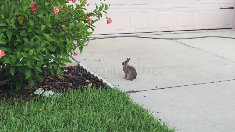 Cute Round Ear Rabbit and Grass Stock Video - Video of hare, ground ...
