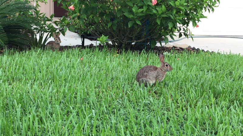 Cute Round Ear Rabbit and Grass Stock Footage - Video of adorable, baby ...