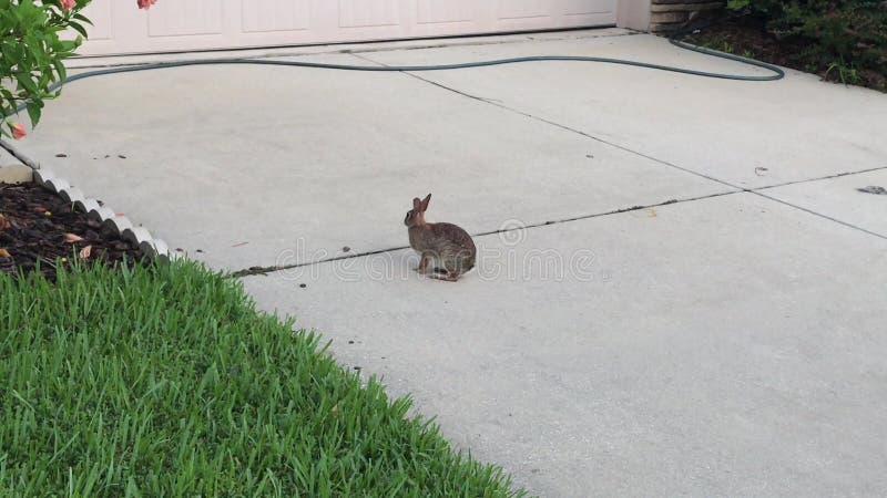 Cute Round Ear Rabbit and Grass Stock Video - Video of hare, ground ...