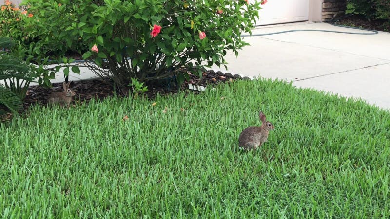 Cute Round Ear Rabbit and Grass Stock Video - Video of hare, ground ...