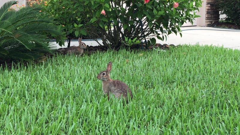 Cute Round Ear Rabbit and Grass Stock Video - Video of hare, ground ...