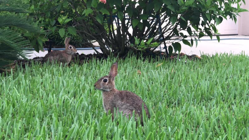 Cute Round Ear Rabbit and Grass Stock Video - Video of baby ...