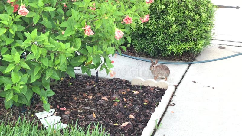 Cute Round Ear Rabbit and Grass Stock Video - Video of hare, ground ...