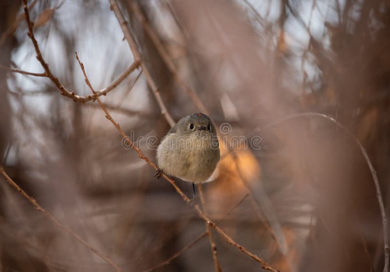 Cute Ruby-crowned Kinglet, Corthylio Calendula, in a Colorado Thicket ...