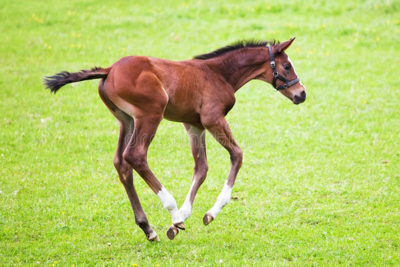 Running Foal stock image. Image of prance, field, ranch - 123833