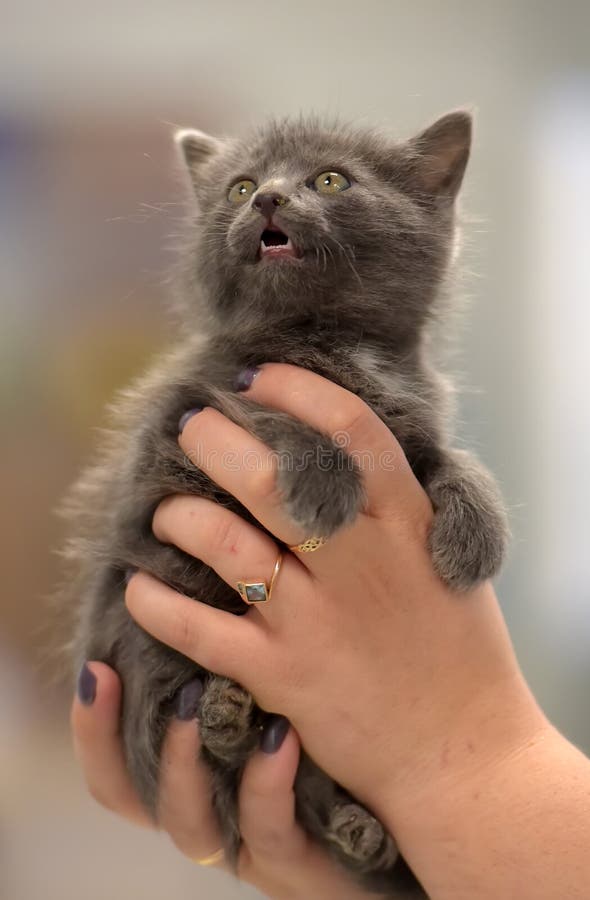 Russian Blue Kitten in Hands Stock Photo - Image of little, hair: 146072276