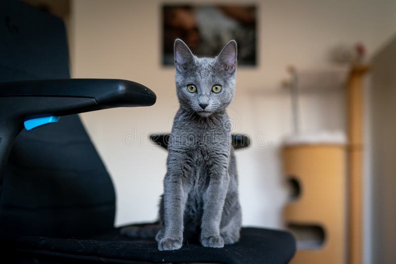 Cute Russian Blue Tomcat Kitten Stock Photo - Image of rolf, beautiful ...
