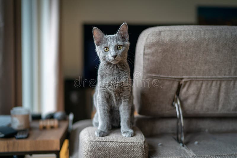 Cute Russian Blue Tomcat Kitten Stock Photo - Image of predator, hair ...