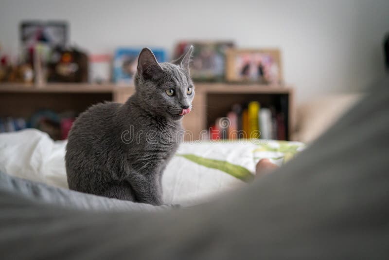 Cute Russian Blue Tomcat Kitten Stock Photo - Image of feather, house ...